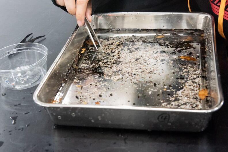 Plastic pollution and marine biodiversity in Japan | Tara-Jambio