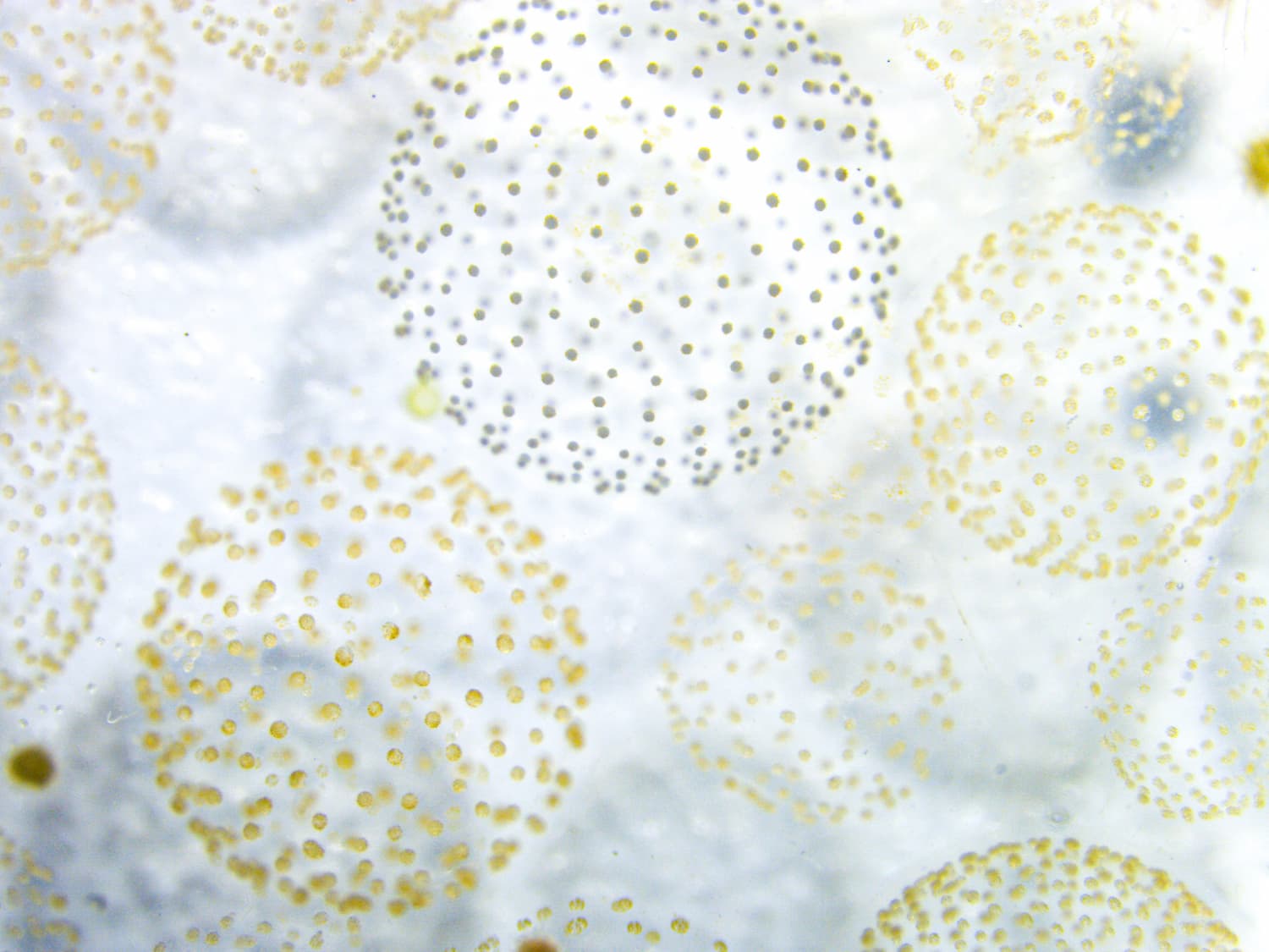 Marine microbiome: the invisible majority of the Ocean | Microbiomes ...