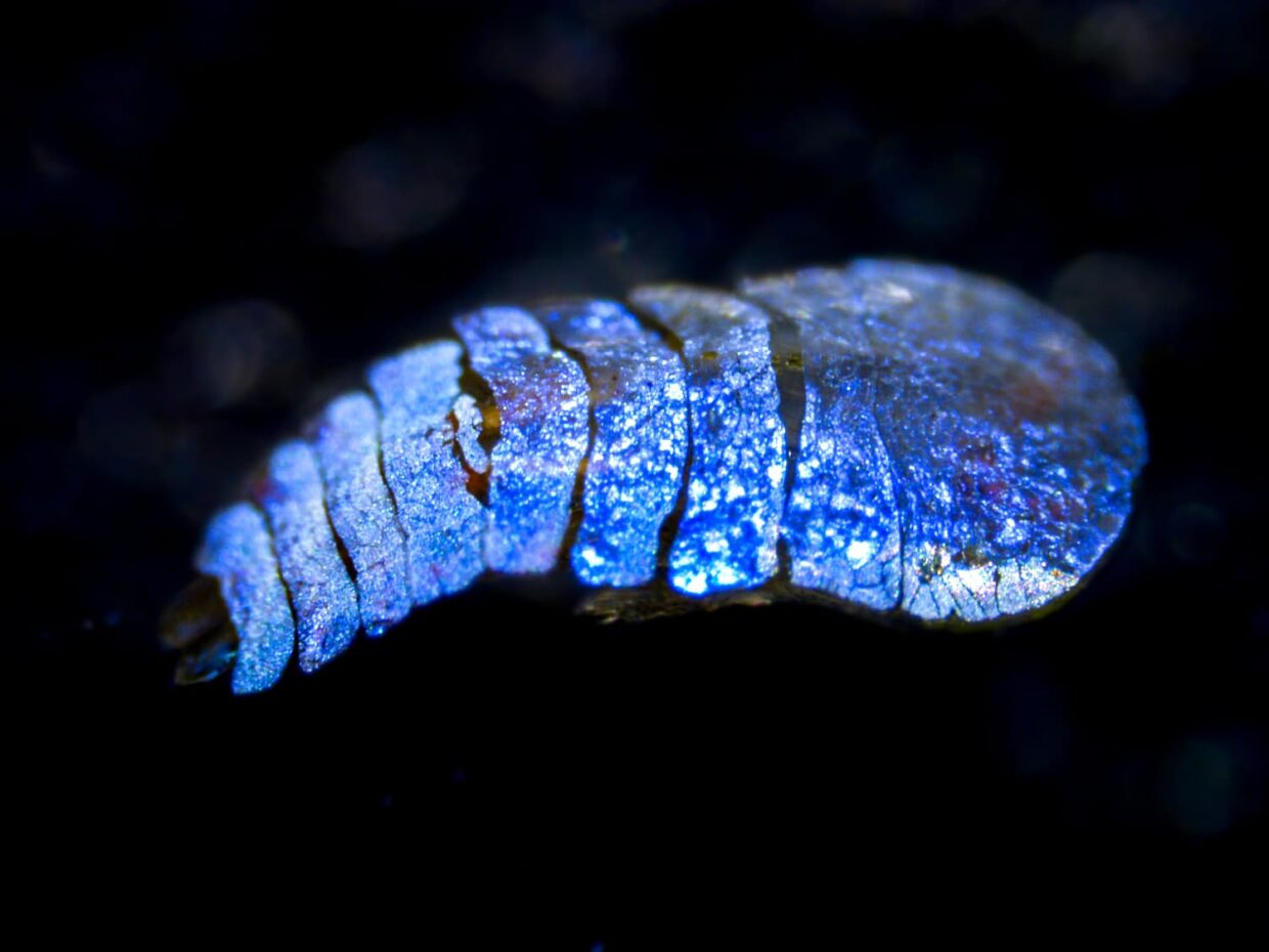 Discovering coastal ecosystems | Tara Europa