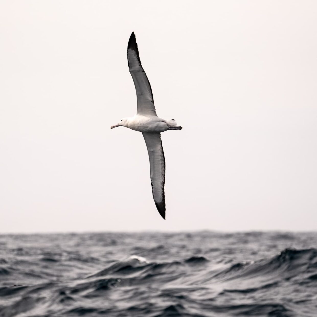 Why do marine animals migrate? Focus on Planktonic migrations