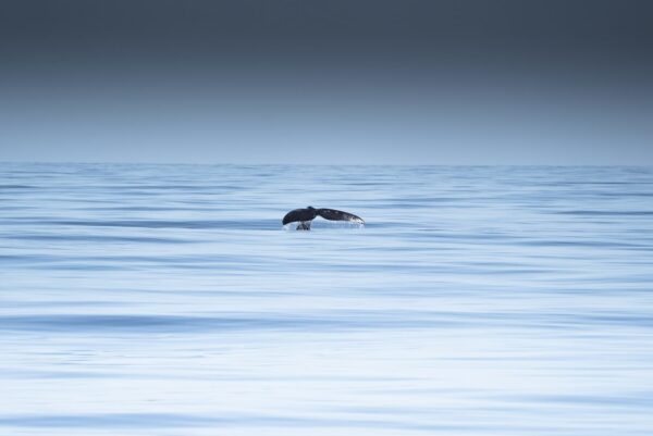 Why do marine animals migrate? Focus on Planktonic migrations