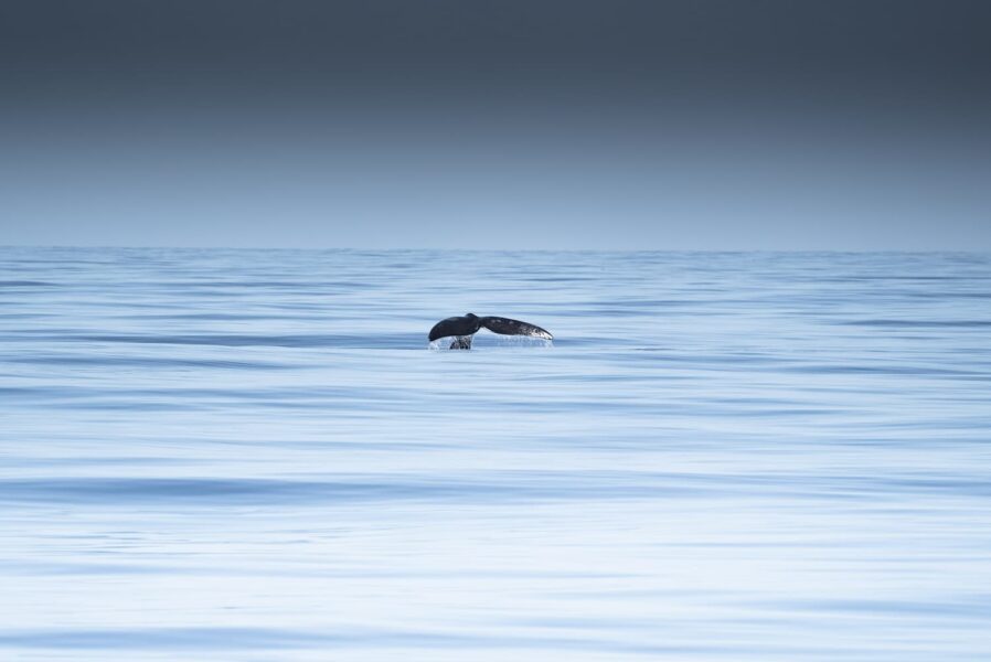 Why do marine animals migrate? Focus on Planktonic migrations