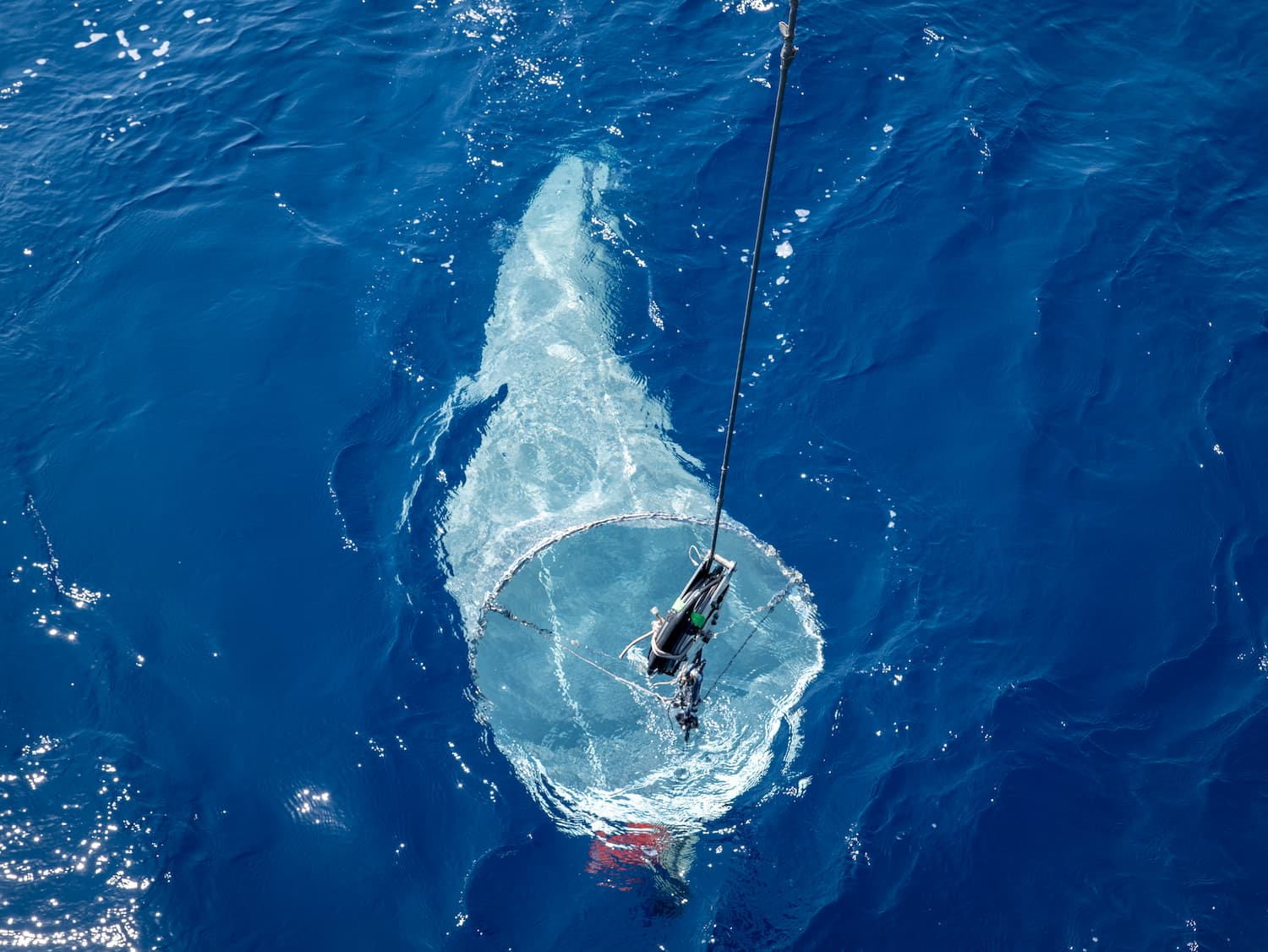 Why do marine animals migrate? Focus on Planktonic migrations
