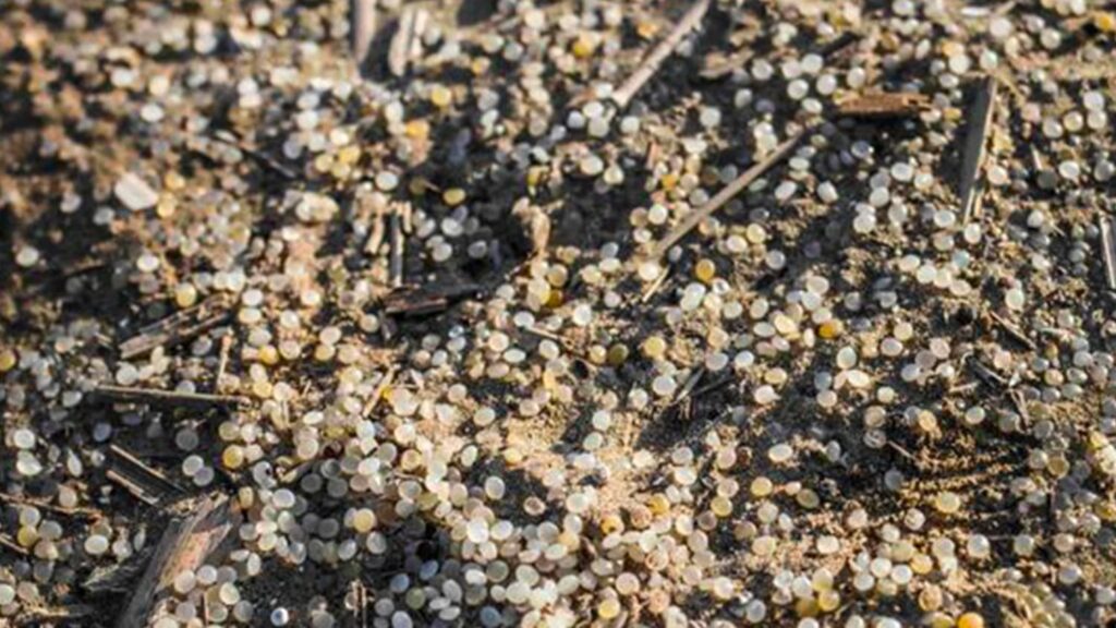 La pollution aux microplastiques : majeure mais invisible