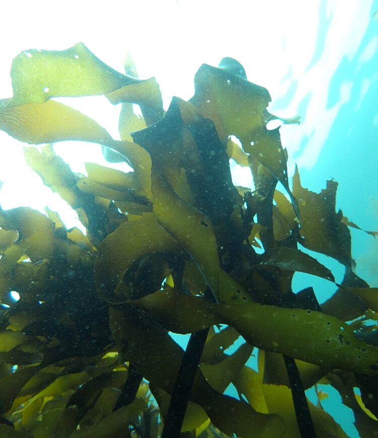 ニュース Fondation Tara Japon